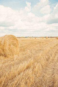 Millets Banner Images – Browse 637 Stock Photos, Vectors, and Video ...