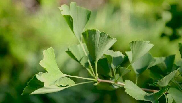 Ginkgoales Images – Browse 469 Stock Photos, Vectors, and Video | Adobe ...
