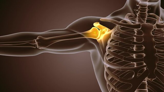 Shoulder Images – Browse 1,167,156 Stock Photos, Vectors, and Video ...