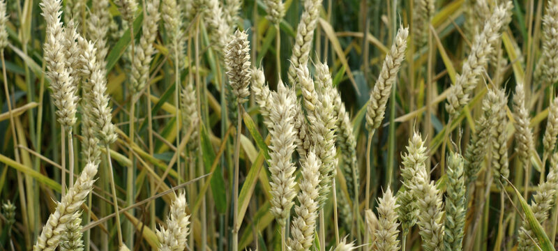 Millets Banner Images – Browse 637 Stock Photos, Vectors, and Video ...