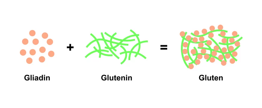 Gliadin Molecule