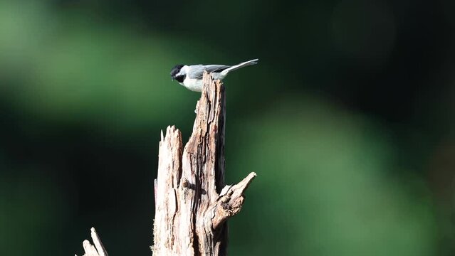 "Black Capped Chickadee" Images – Browse 5,104 Stock Photos, Vectors ...