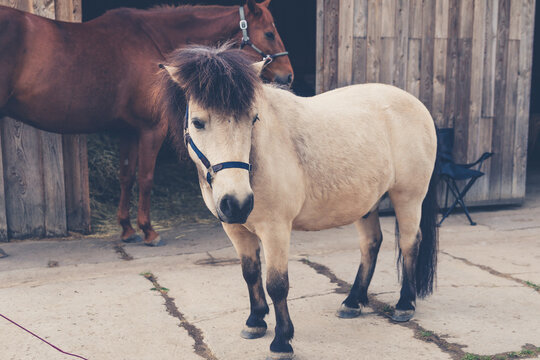 รูปภาพPonny – เลือกดูภาพถ่ายสต็อก เวกเตอร์ และวิดีโอ949 | Adobe Stock