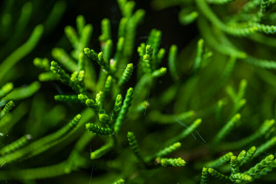 "Needle Leaves" Immagini - Sfoglia 243 foto, vettoriali e video Stock ...
