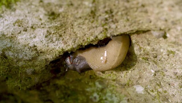 รูปภาพLimax – เลือกดูภาพถ่ายสต็อก เวกเตอร์ และวิดีโอ716 | Adobe Stock
