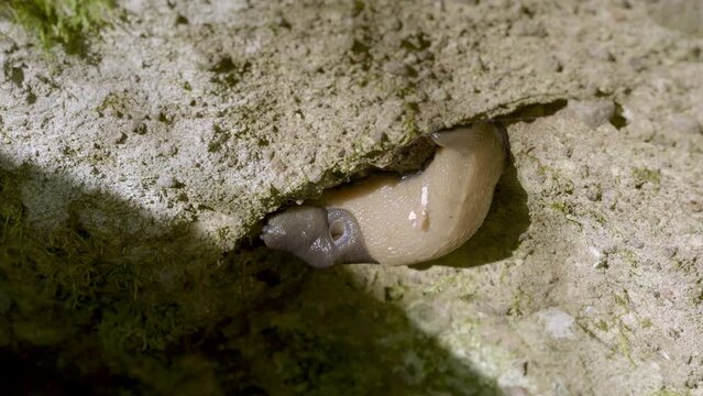 รูปภาพLimax – เลือกดูภาพถ่ายสต็อก เวกเตอร์ และวิดีโอ716 | Adobe Stock