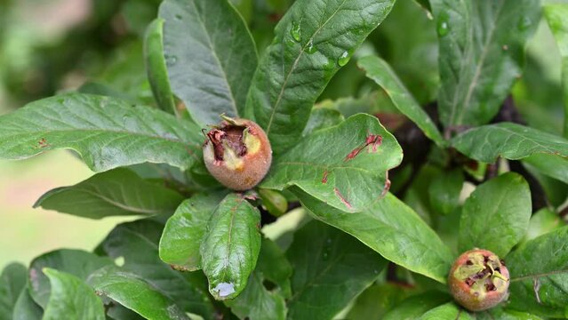 Blet Images – Browse 749 Stock Photos, Vectors, and Video | Adobe Stock