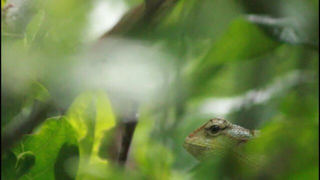 Girgit Images – Browse 3,330 Stock Photos, Vectors, and Video | Adobe Stock