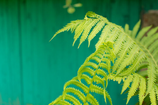 Filicales bilder – Bläddra bland 1,745 stockfoton, vektorer och videor ...