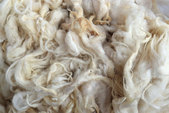 Wool Raw Images – Browse 14,426 Stock Photos, Vectors, and Video ...