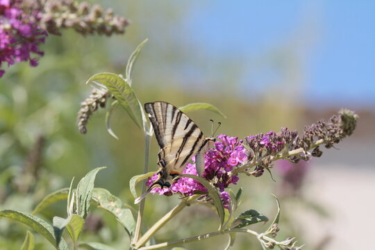 Imágenes de Papillons: descubre bancos de fotos, ilustraciones ...