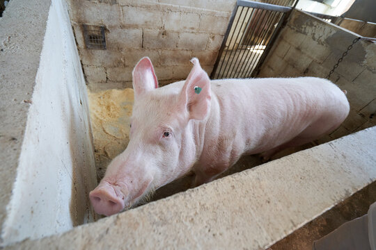 Pig-Farm bilder – Bläddra bland 1,667 stockfoton, vektorer och videor ...