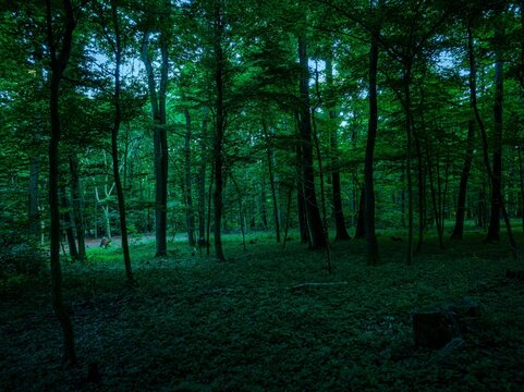 Dark Green Forest Background