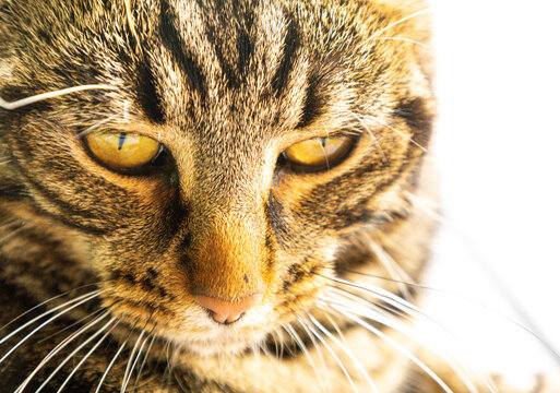 รูปภาพ"Lazy Cat" – เลือกดูภาพถ่ายสต็อก เวกเตอร์ และวิดีโอ1,121 | Adobe ...