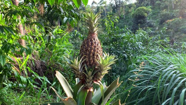 "Pineapple Tree" Images – Browse 829,268 Stock Photos, Vectors, and ...