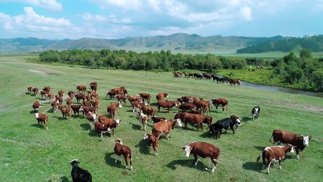 Cow Herd Images – Browse 345,805 Stock Photos, Vectors, and Video ...