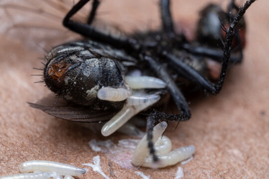 รูปภาพCannibalism – เลือกดูภาพถ่ายสต็อก เวกเตอร์ และวิดีโอ2,105 | Adobe ...