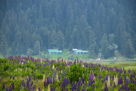 Gulmarg bilder – Bläddra bland 2,028 stockfoton, vektorer och videor ...