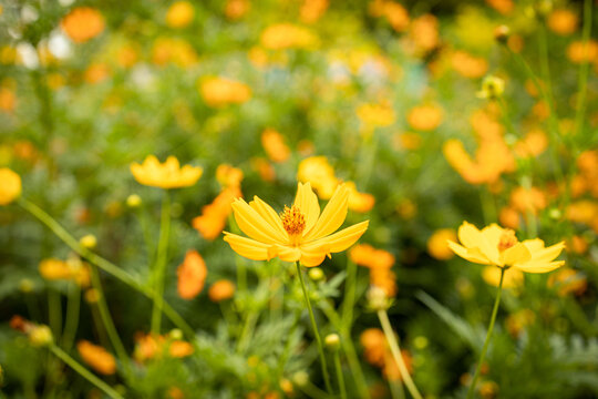 "Yellow Cosmos" Images – Browse 10,467 Stock Photos, Vectors, and Video ...