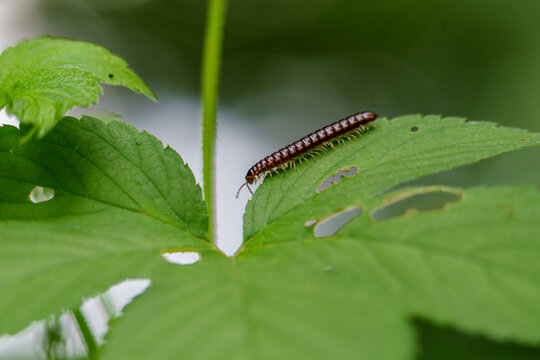 「Miriapod」の画像 - 2,712 件の Stock 写真、ベクターおよびビデオ | Adobe Stock