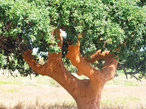 Cork Tree Portugal Images – Browse 2,063 Stock Photos, Vectors, and ...