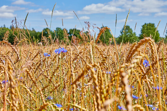 Urkorn Images – Browse 84 Stock Photos, Vectors, and Video | Adobe Stock