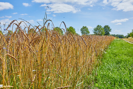 Urkorn Images – Browse 83 Stock Photos, Vectors, and Video | Adobe Stock