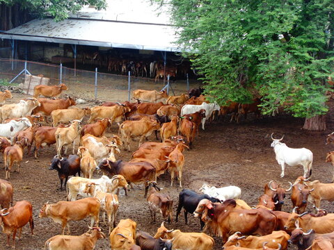 รูปภาพGaushala – เลือกดูภาพถ่ายสต็อก เวกเตอร์ และวิดีโอ136 | Adobe Stock