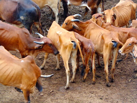 Gaushala Images – Browse 123 Stock Photos, Vectors, and Video | Adobe Stock