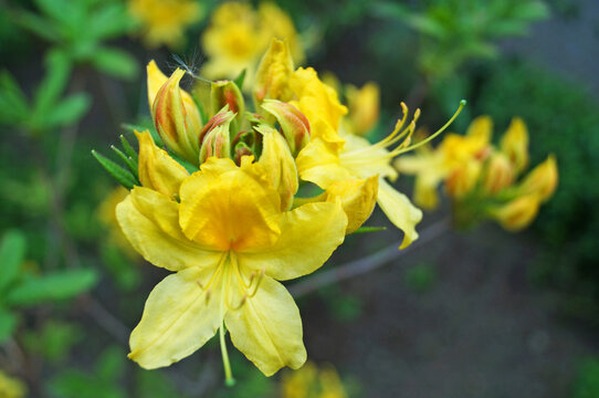 Azaleas Have Yellow Leaves