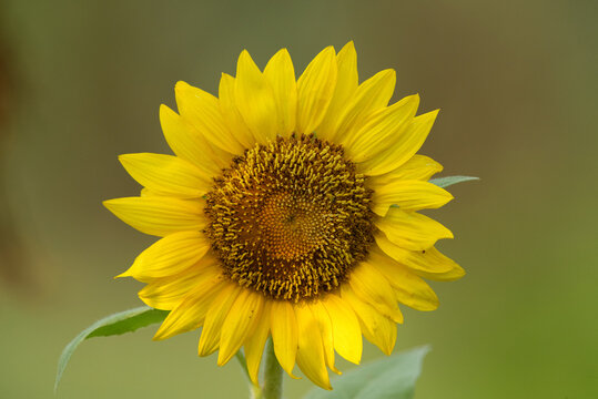 「Surajmukhi」の画像 - 78 件の Stock 写真、ベクターおよびビデオ | Adobe Stock