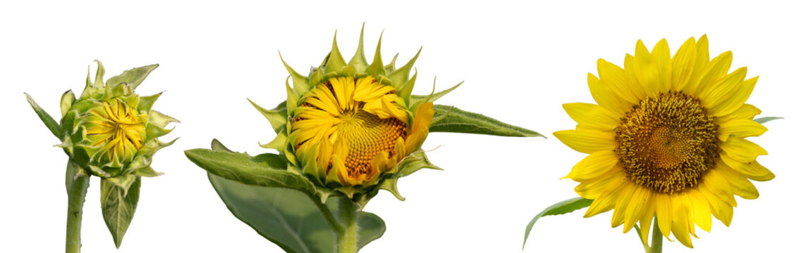 Sooryakanthi Images – Browse 44 Stock Photos, Vectors, and Video ...