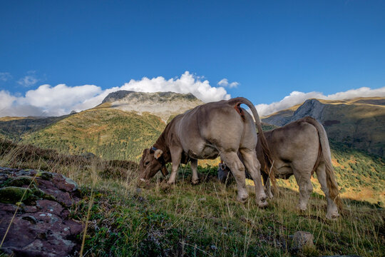 Ralla Images – Browse 36 Stock Photos, Vectors, and Video | Adobe Stock