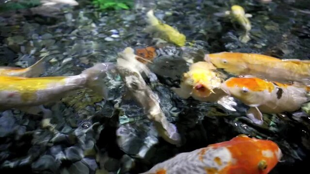 รูปภาพCyprinids – เลือกดูภาพถ่ายสต็อก เวกเตอร์ และวิดีโอ5,483 | Adobe Stock