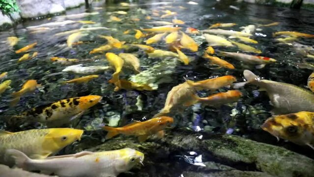 รูปภาพCyprinids – เลือกดูภาพถ่ายสต็อก เวกเตอร์ และวิดีโอ5,483 | Adobe Stock