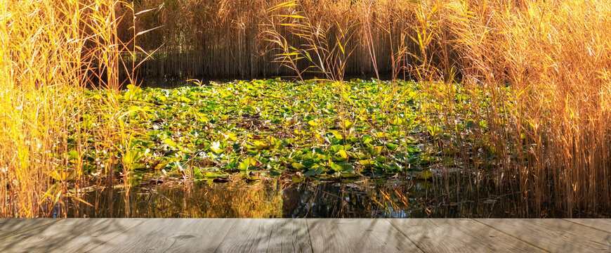 รูปภาพPondside – เลือกดูภาพถ่ายสต็อก เวกเตอร์ และวิดีโอ543 | Adobe Stock