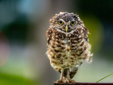 "Burrowing Owl" Bilder – Durchsuchen 7,739 Archivfotos, Vektorgrafiken ...