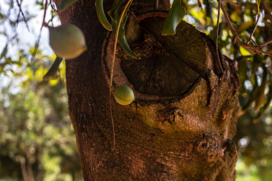 "Bush Nut" Immagini - Sfoglia 890 foto, vettoriali e video Stock ...