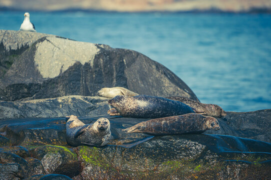 รูปภาพVinga – เลือกดูภาพถ่ายสต็อก เวกเตอร์ และวิดีโอ75 | Adobe Stock