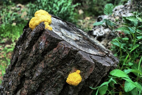 Tronco Images – Parcourir 24,748 le catalogue de photos, vecteurs et ...