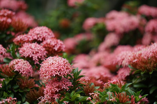 「Viruchi」の画像 - 167 件の Stock 写真、ベクターおよびビデオ | Adobe Stock