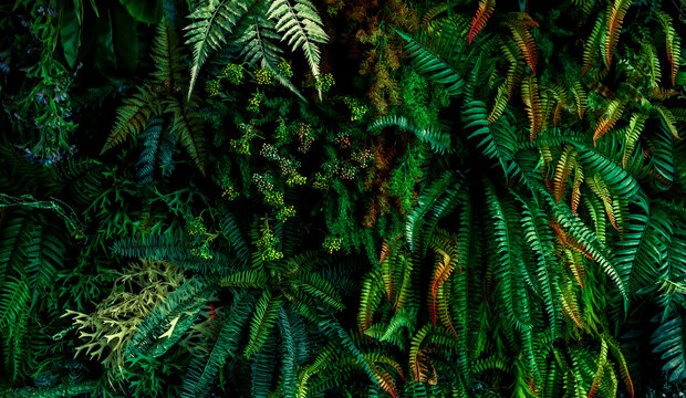 Natu Images – Browse 1,522 Stock Photos, Vectors, and Video | Adobe Stock