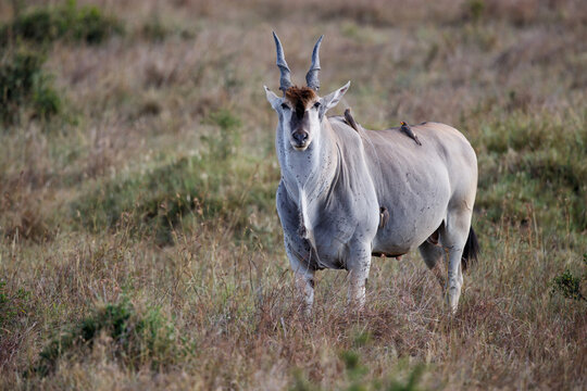 "Southern Eland" Bilder – Durchsuchen 3,859 Archivfotos, Vektorgrafiken ...
