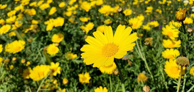 รูปภาพAsteriscus – เลือกดูภาพถ่ายสต็อก เวกเตอร์ และวิดีโอ175 | Adobe Stock
