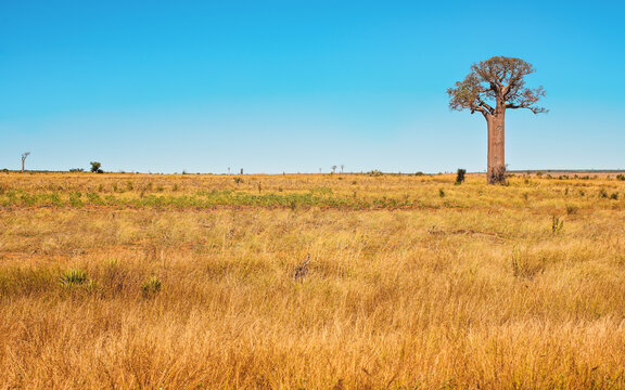 Sunrise In African Bush Images – Browse 9,103 Stock Photos, Vectors ...