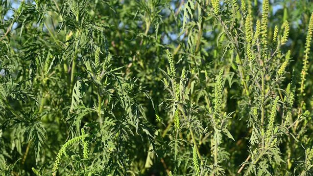 รูปภาพRagweed – เลือกดูภาพถ่ายสต็อก เวกเตอร์ และวิดีโอ6,737 | Adobe Stock