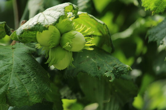 Haselnussblatt Bilder – Durchsuchen 1,305 Archivfotos, Vektorgrafiken ...