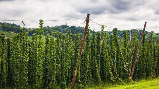 Hopfenanbau Images – Browse 499 Stock Photos, Vectors, and Video ...