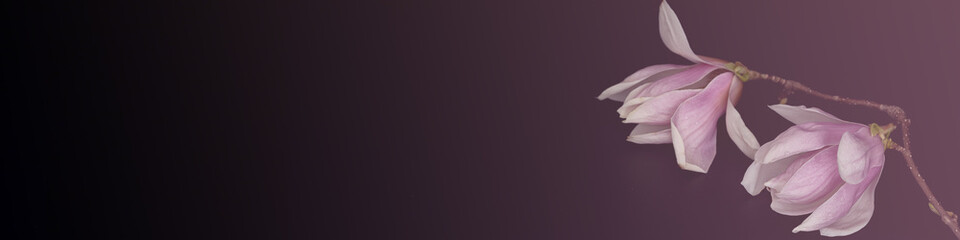 80+ LinkedIn Background Photos Images - Pikwizard