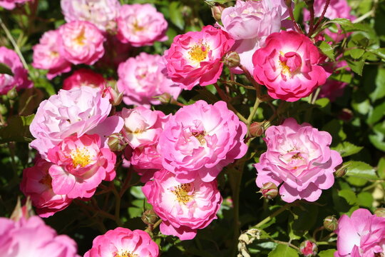 Ruiter Images – Browse 188 Stock Photos, Vectors, and Video | Adobe Stock